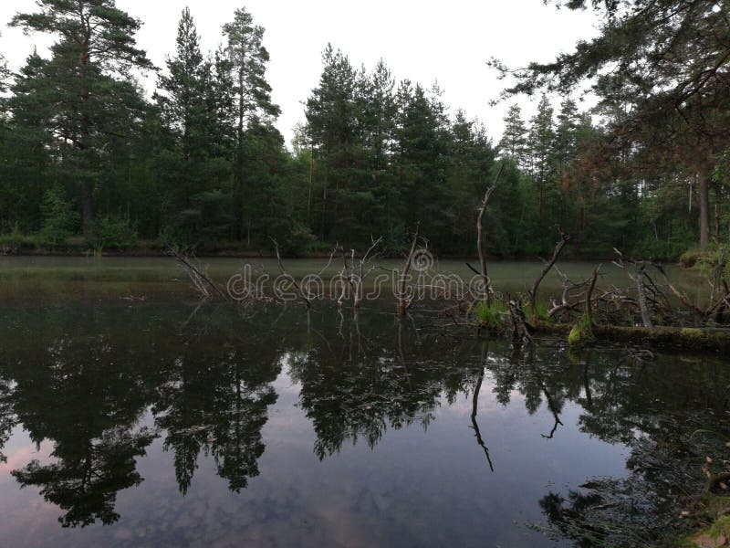 Silent and Modest Russian Nature Stock Image - Image of dense, lake ...