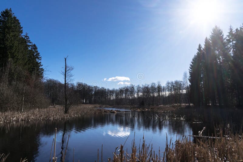 Forest Lake in Early Spring Stock Photo - Image of clear, view: 274399626