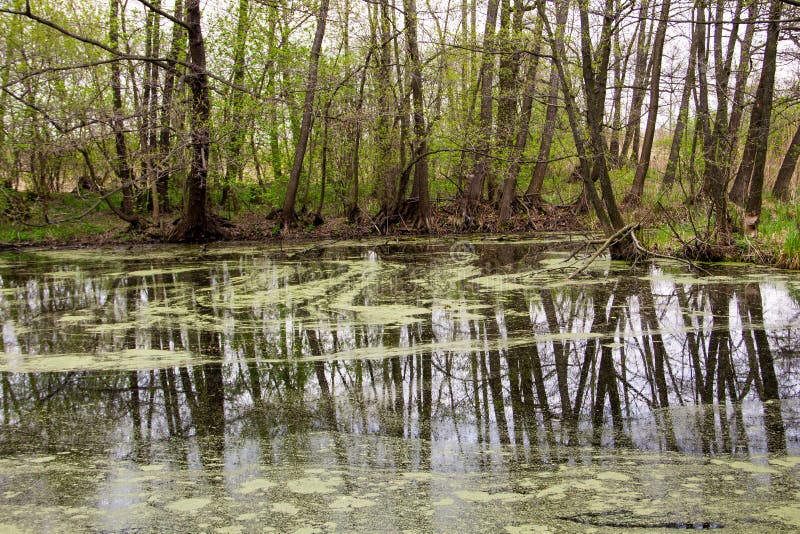 Forest Lake with Green Algae on Water Surface Stock Photo - Image of ...