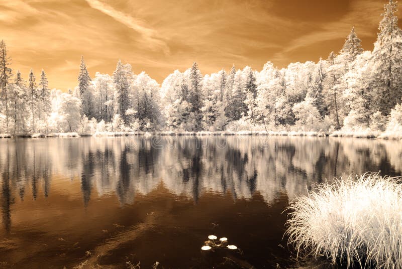 Forest by the Lake. Infrared Colored Image Stock Photo - Image of ...
