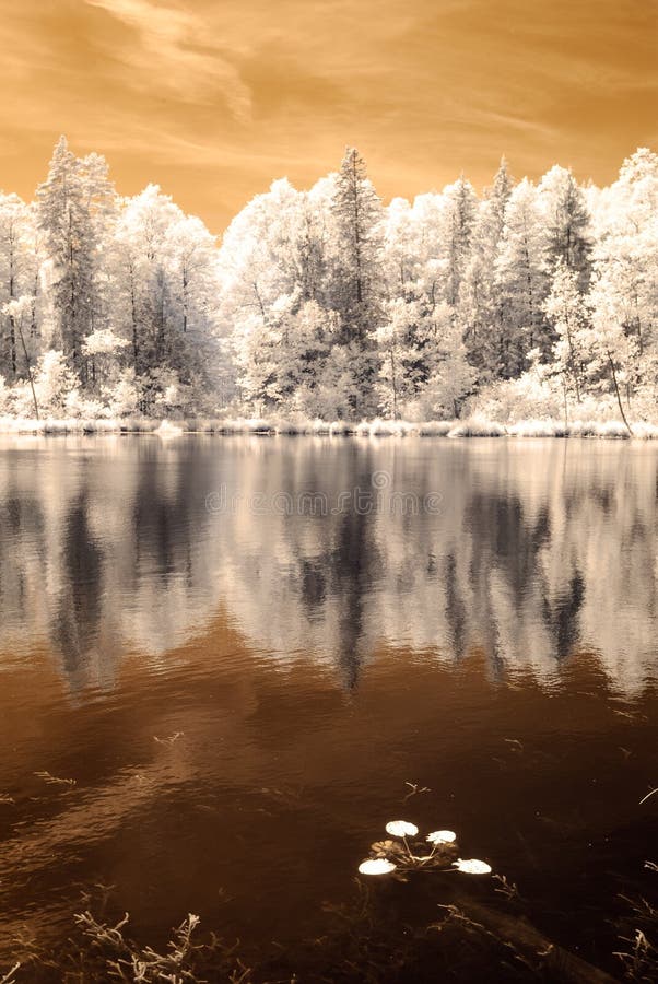 Forest by the Lake. Infrared Colored Image Stock Photo - Image of ...