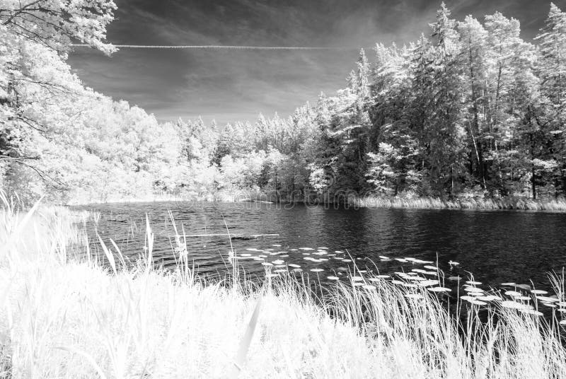 Forest by the Lake. Infrared Colored Image Stock Photo - Image of white ...