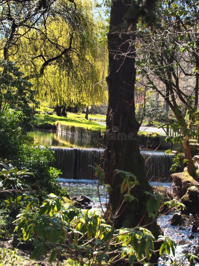 Forest and Lake with an Interesting Background Stock Image - Image of ...