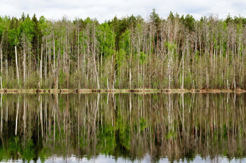 Forest on the Lake and Its Reflection in the Water Stock Photo - Image ...