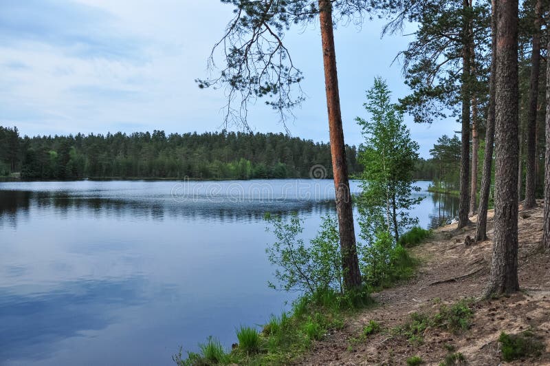 Forest Lake Landscape with Pine Trees on the Shore Stock Photo - Image ...