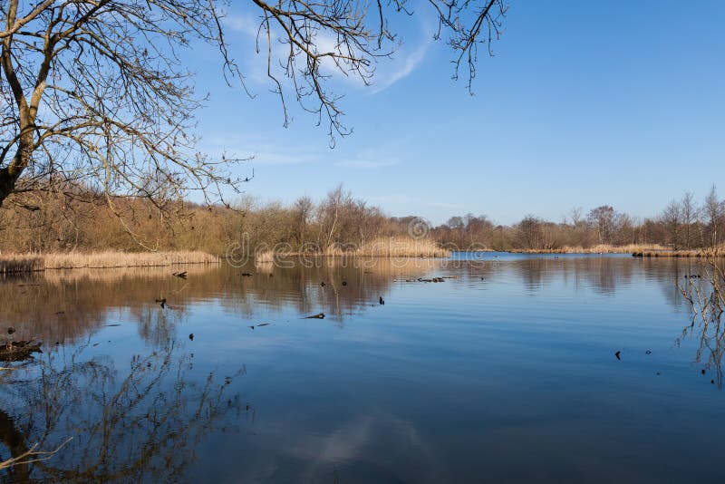 Forest Lake on Nice Sunny Day with Blue Sky Stock Image - Image of ...