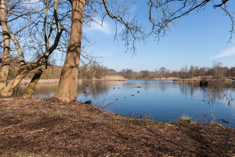 Forest Lake on Nice Sunny Day with Blue Sky Stock Image - Image of lake ...