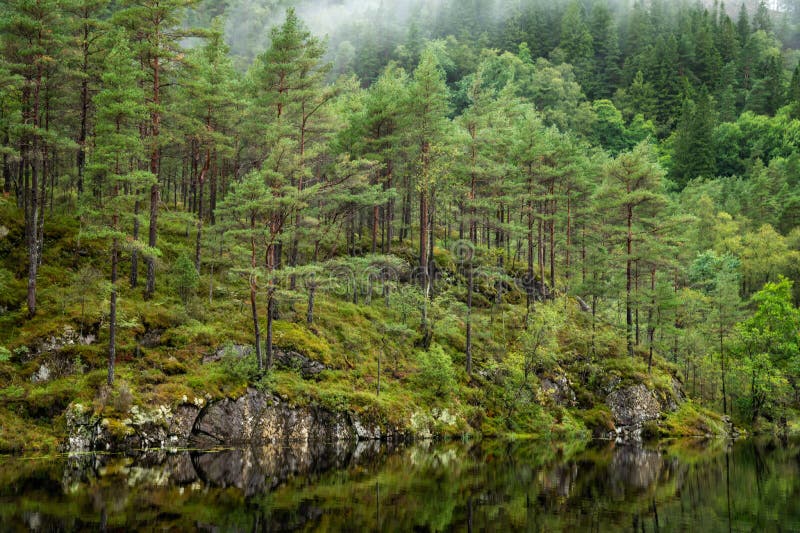 Forest and lake in Norway stock photo. Image of typical - 209404876