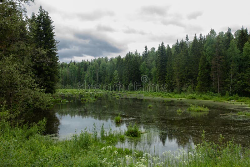 Forest, lake, pond, stock photo. Image of reflection - 47292522