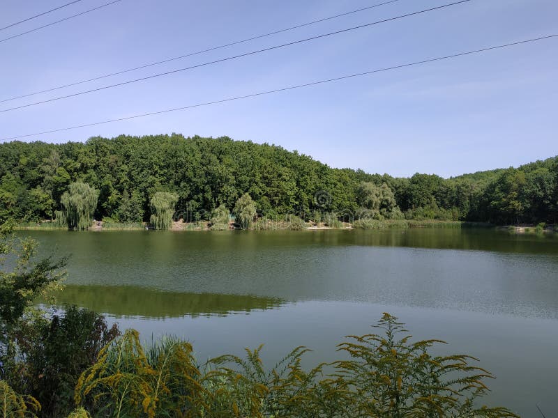 Forest Lake. a Pond in a Summer Forest. Stock Photo - Image of water ...