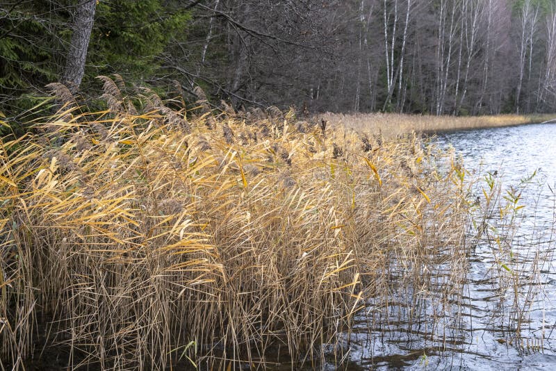 Autumn lake scenery stock photo. Image of stalks, wild - 263573124