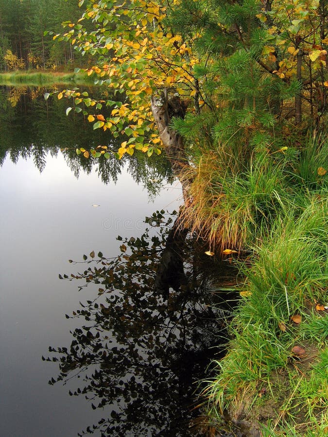 Forest Lake Shoreline in Autumn Stock Image - Image of orange, season ...