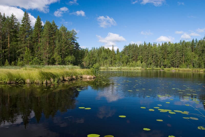 Forest lake side stock photo. Image of blue, forest, white - 8443428