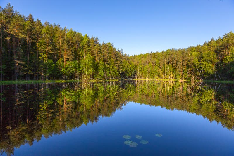 Forest Lake stock image. Image of details, forest, wood - 56782731