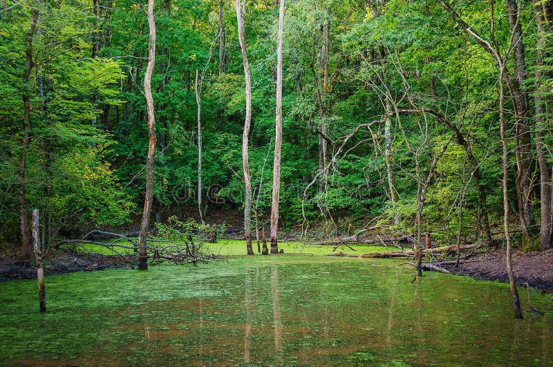 600 Marshy Woodland Photos - Free & Royalty-Free Stock Photos from ...