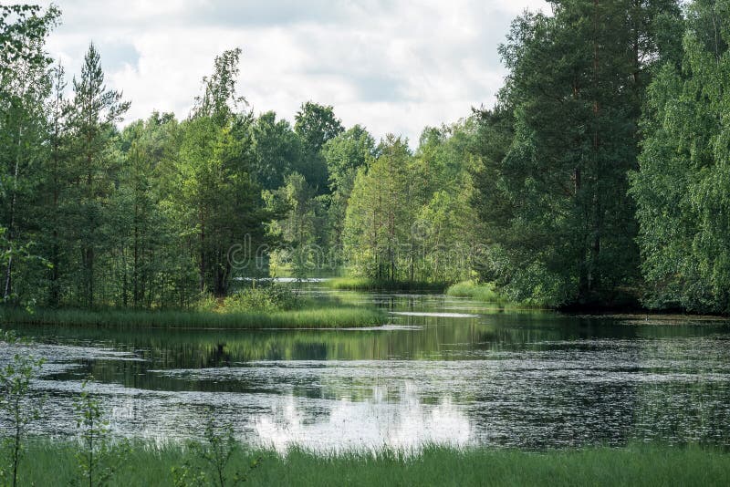 Forest Lake in Summer with Reflection of Trees and Clouds in Water ...