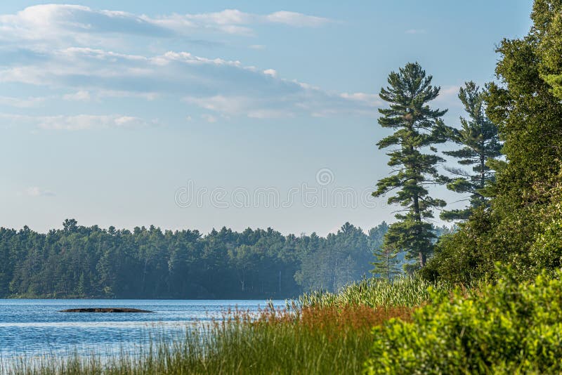 Forest lake stock image. Image of tree, forest, bush - 282157341