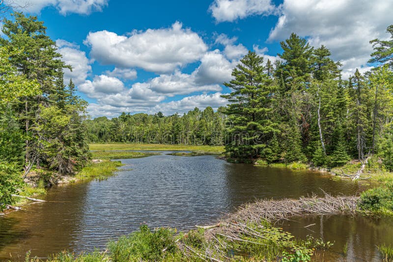 Forest lake stock image. Image of water, pine, forest - 242708449