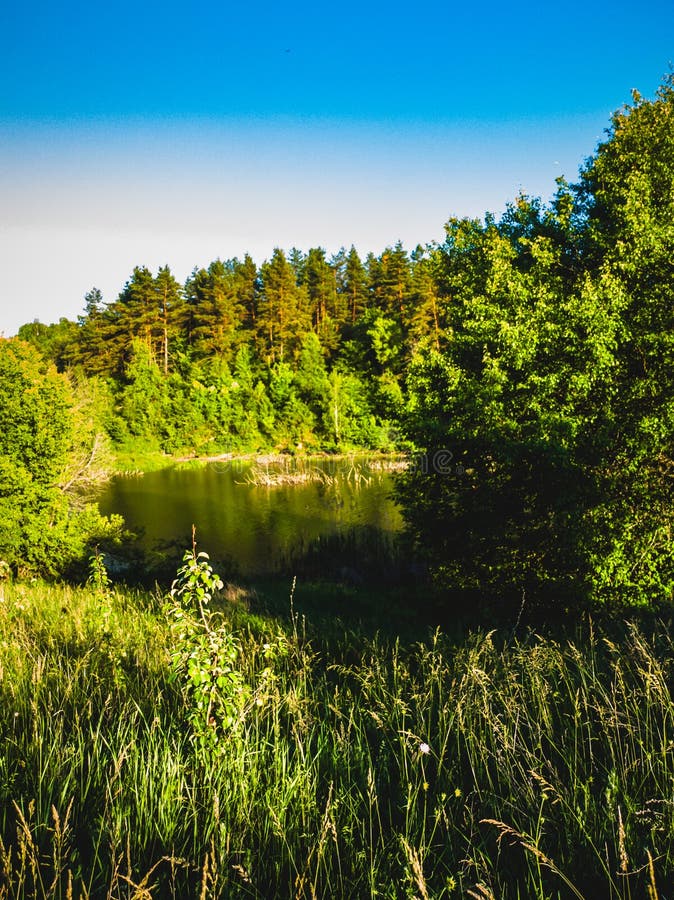 Forest Lake Surrounded by Pine Trees and Green Trees at Sunset, Summer ...