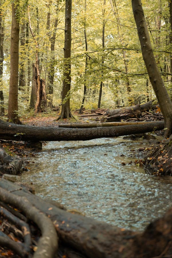 Forest Lake, and Uprooted Trees in the Woods, with Negative Space for ...