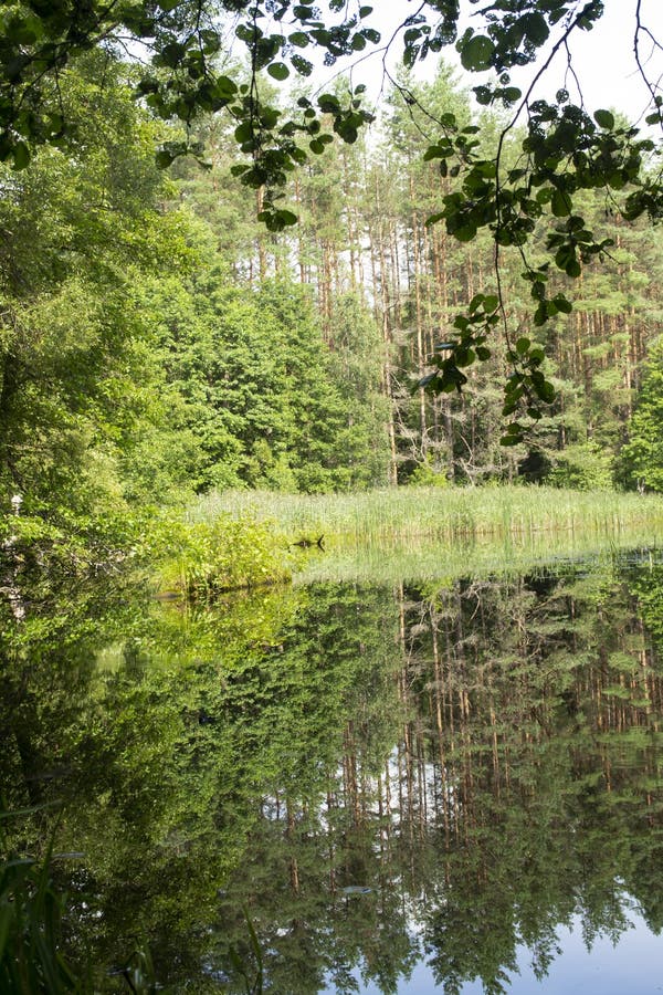 Forest Lake View. Trees Reflects in Calm Water, Peaceful Landscape ...
