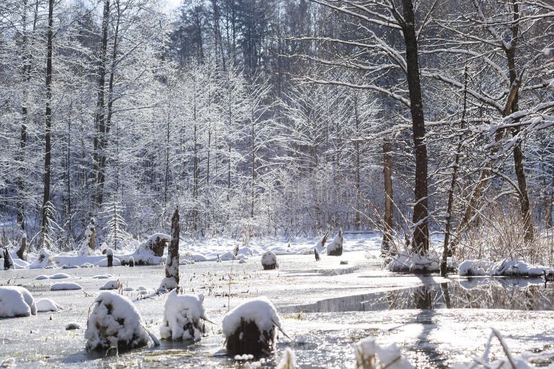 Forest Lake in Winter Forest, Trees in Frost Stock Image - Image of ...