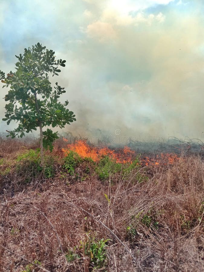 Forest and Land Fires in Kalimantan, Indonesia. Stock Photo - Image of ...