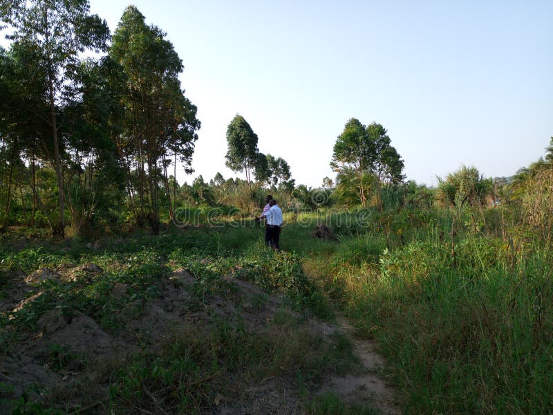 Forest land editorial stock image. Image of uganda, upgrading - 122268764