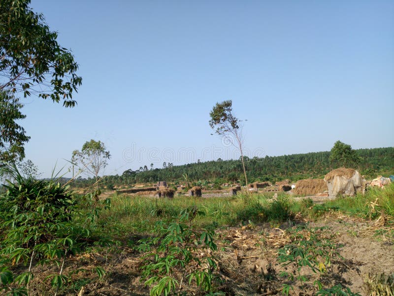 Forest land stock image. Image of forest, uganda, development - 122268857