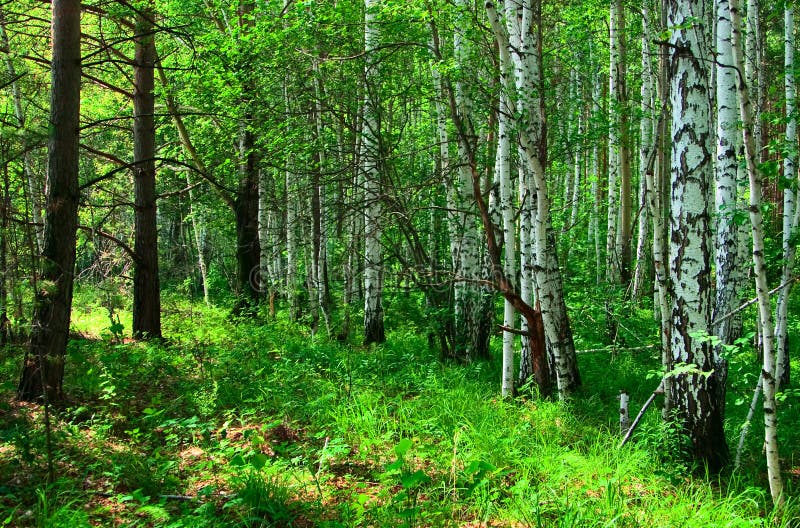 Forest in Belarus stock photo. Image of growth, pine - 32934218