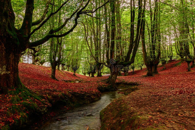 Forest in the Basque Country Stock Image - Image of natural, scenic ...