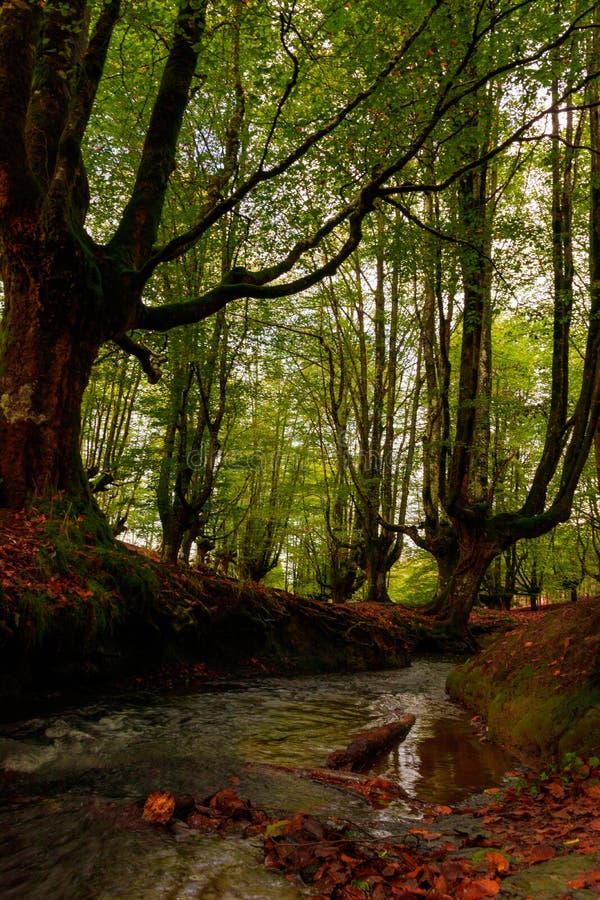 Forest in the Basque Country Stock Image - Image of natural, scenic ...
