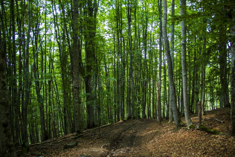 Beautiful Green Forest with Forest Path. Tall Green Trees. Forest ...