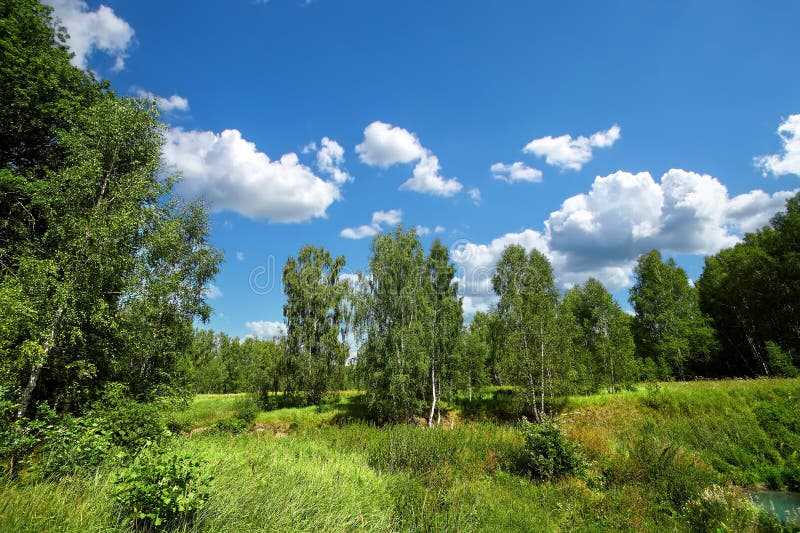 Forest Landscape. a Beautiful Russian Landscape with Birch Trees and a ...