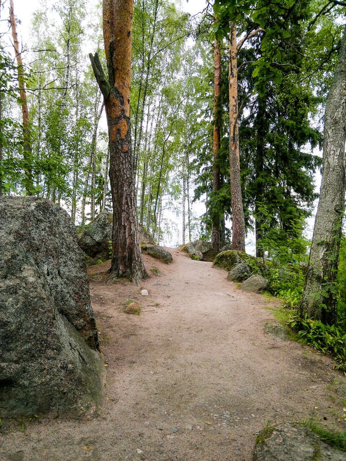 Old Forest In The Mountain - Stones, Moss And Pine Trees. Stock Photo ...