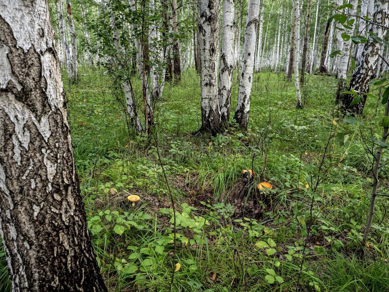 Forest Landscape with Birch Trees Stock Image - Image of wood, birch: 306215893