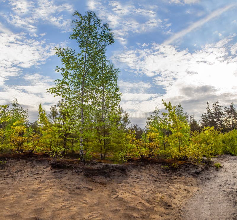 Forest Landscape. Birches on the Sand Stock Image - Image of natural ...