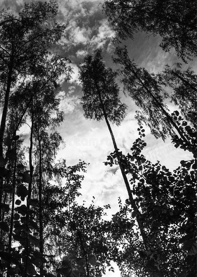 Forest Landscape at Bottom View, Black-white Stock Photo - Image of ...