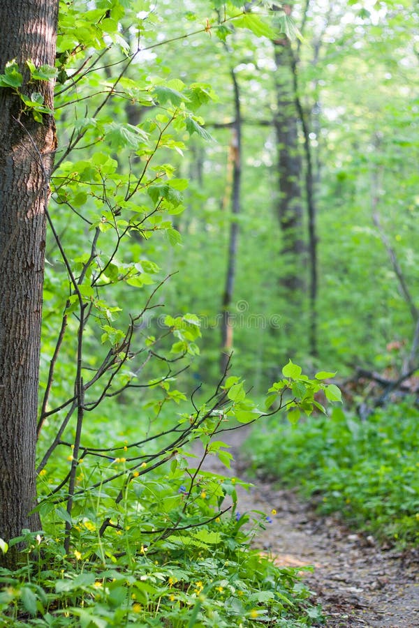 Forest Landscape, Branches in the Woods Near the Trail. Stock Photo ...