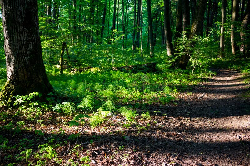 Forest Landscape with Bright Green Vegetation and Path between Trees in ...