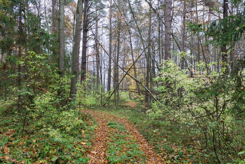 Forest Landscape in Cloudy and Rainy Autumn Day Stock Photo - Image of ...