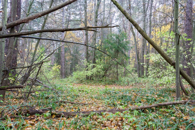 Forest Landscape in Cloudy and Rainy Autumn Day Stock Image - Image of ...