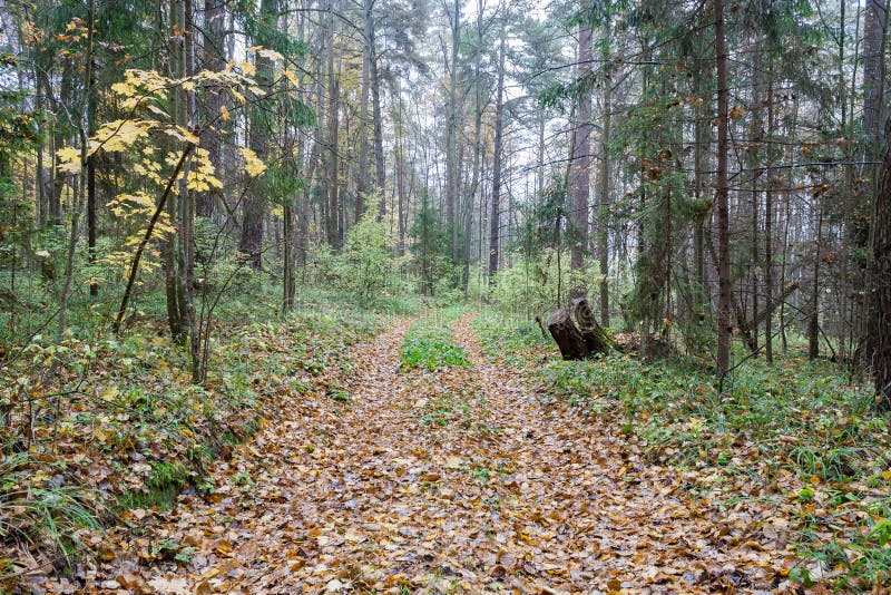 Forest Landscape in Cloudy and Rainy Autumn Day Stock Image - Image of ...