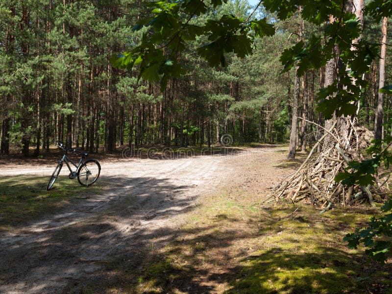 Forest landscape. stock photo. Image of autumnal, footpath - 49736720