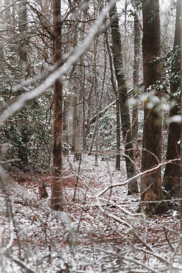 Forest Landscape Covered in White Snow, Vertical Stock Photo - Image of ...