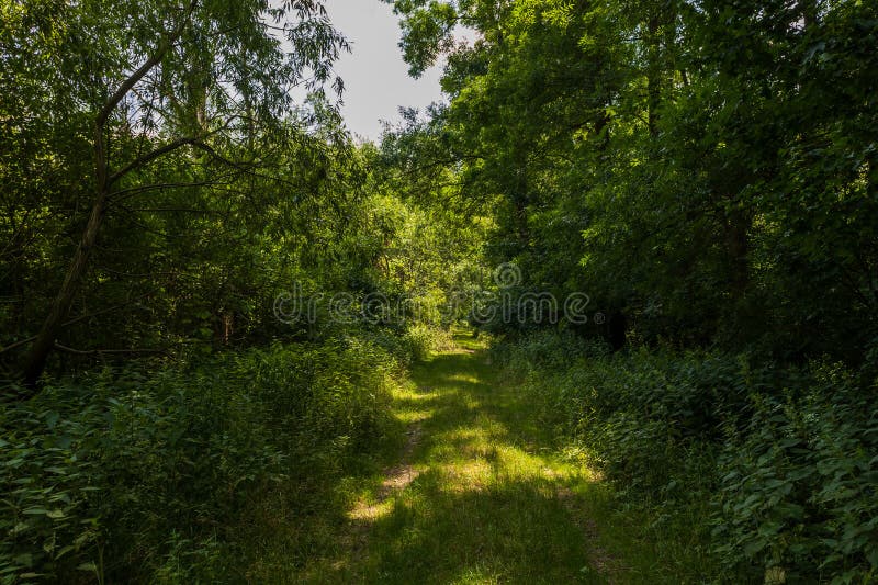 Forest Landscape. Dirt Road Lined with Trees Stock Image - Image of ...