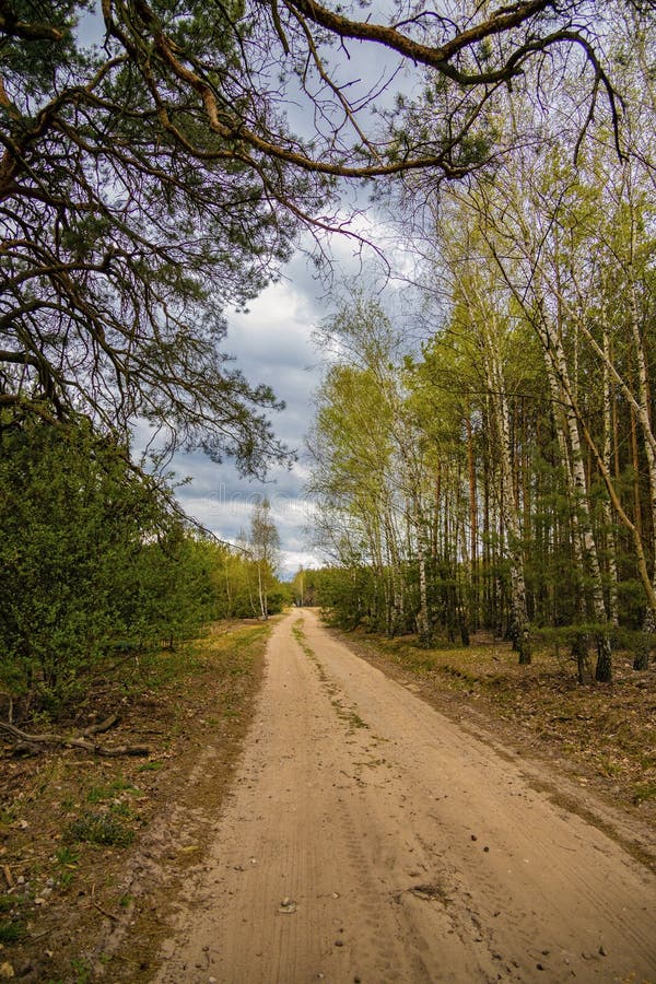 Forest Landscape with Dirt Road and Trees on a Cloudy Spring Day Stock ...