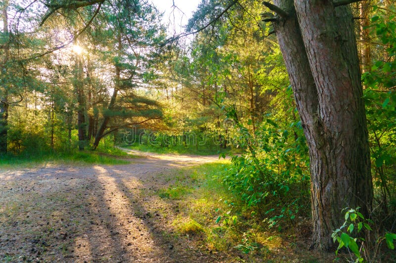 Forest Landscape. Dirt Track in the Forest Stock Image - Image of ...