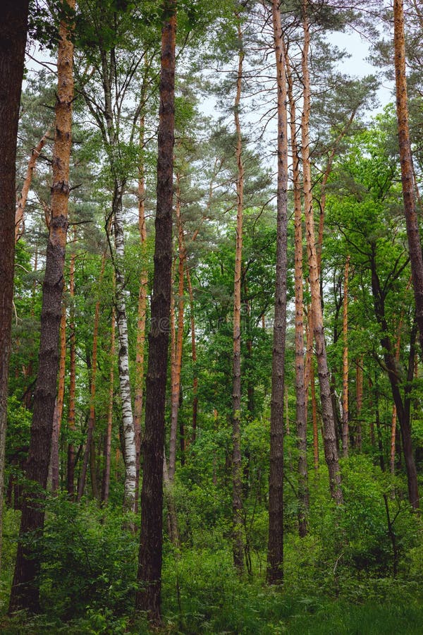 Forest Landscape, Diverse Natural Tree Stand Stock Image - Image of ...
