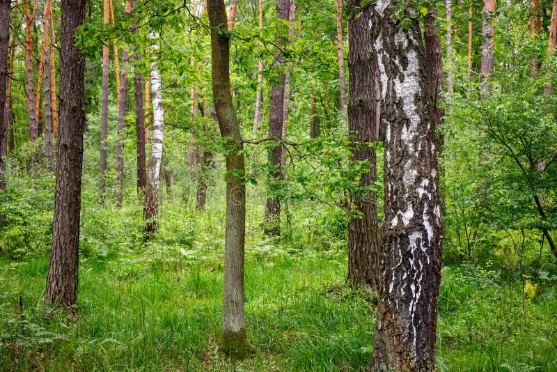 Forest Landscape, Diverse Natural Tree Stand Stock Photo - Image of ...